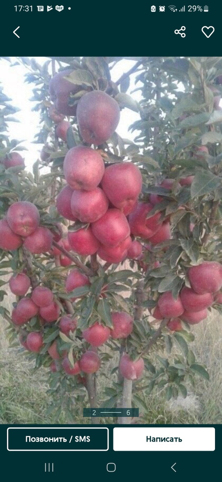 Xurmatli Dexqonlar