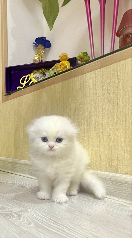 Шотланский Скоттиш Фолд !