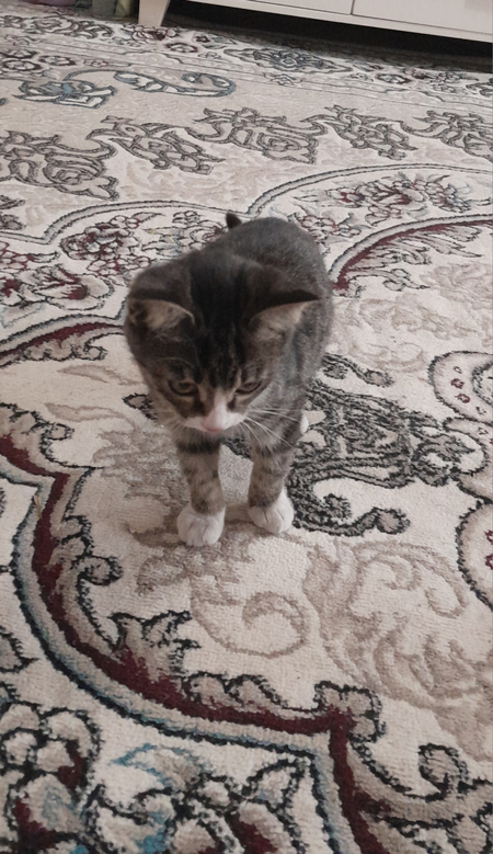Котёнок 2,5 месяца