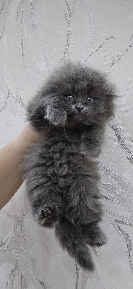 Шотландский фолд девичка