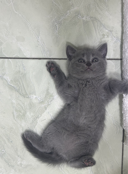 Чистокровные котята.