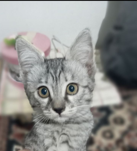 Отдам даром домашных котят.