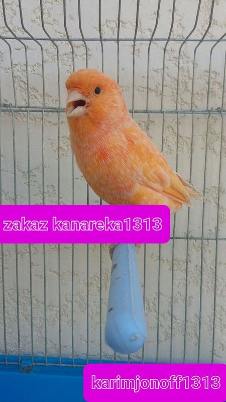 Kanerekala zakazga qberamz xar tayyor maladoy bor pirvaznoyla ham bor