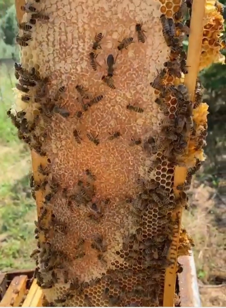 Bolari boli Toza Asal