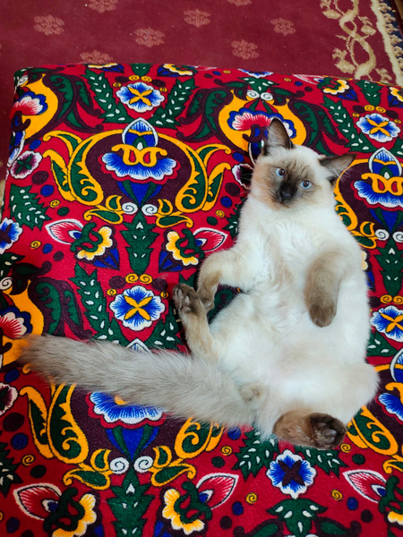 Сиамские котята, двое