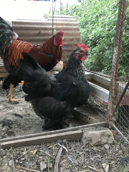 xoʻroz tovuqlar sotiladi