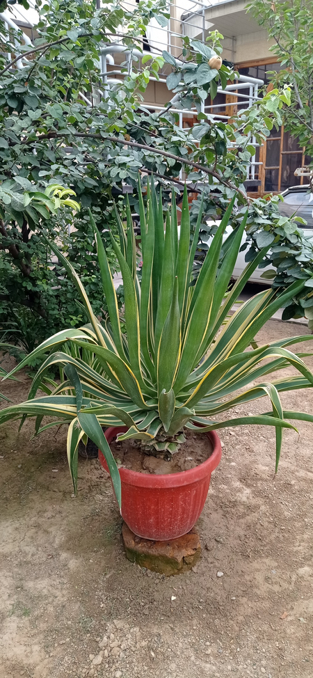Agava gullar sotamiz.