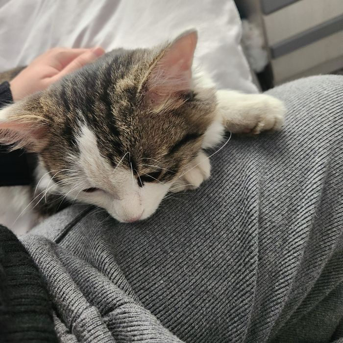 Отдадим кота