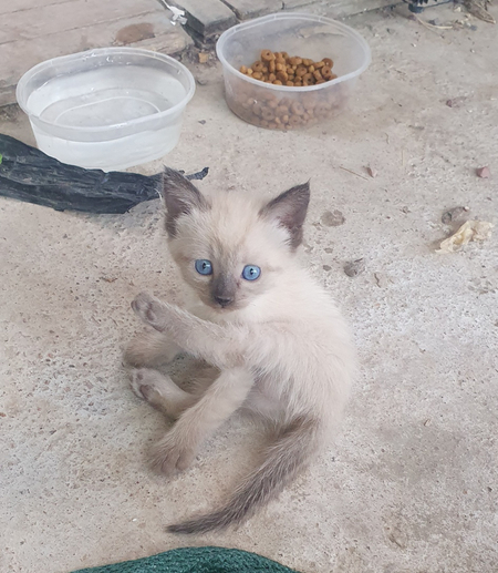 Продаются котята