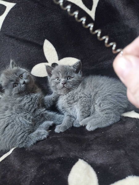Продаются породистые котята