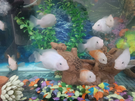 Akvariun komplekt sotiladi