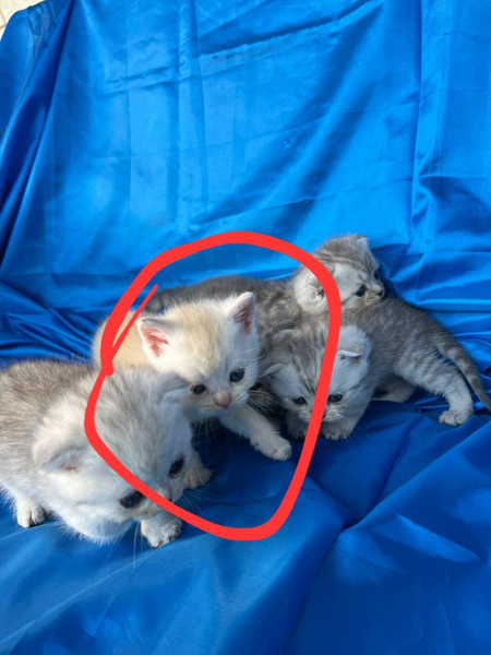 Котята Скотиш Фолд