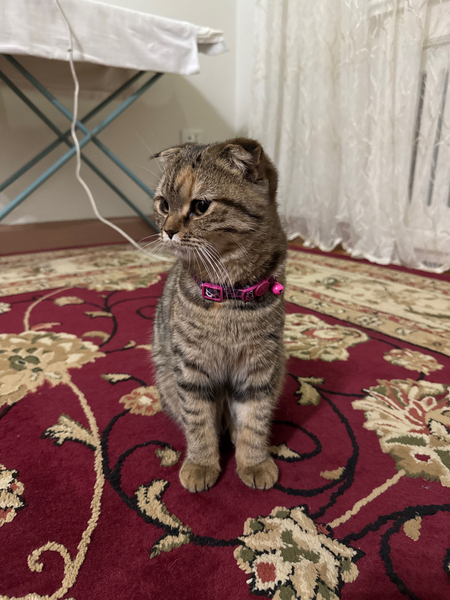 Котенок Шотландский вислоухий