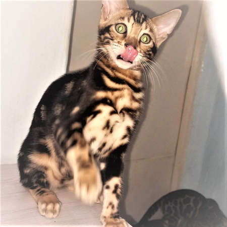 Бенгальский  котёнок