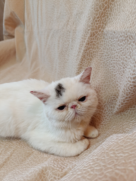Экзотическая кошка