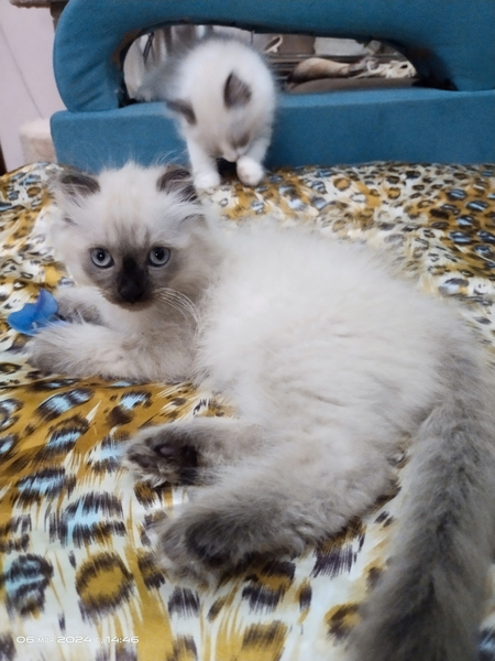Продаются котята баланезы