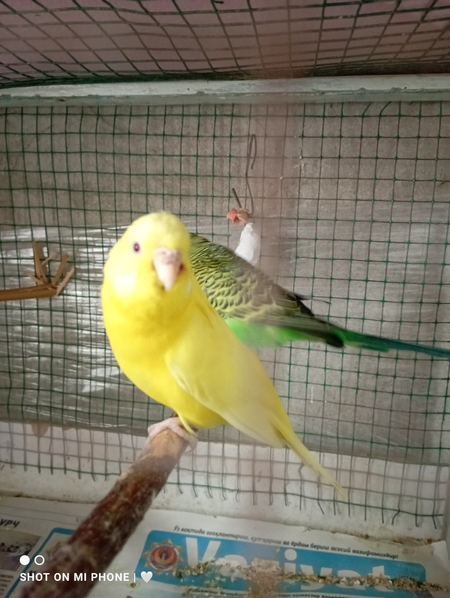 Papugaylar sotiladi