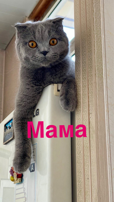 Котята шотландские в продажу!