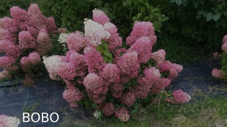 Гартензия 3 ойлик вечни лета 2 вида бобо