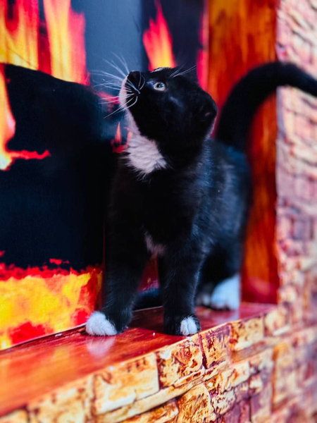 Котёнок  Вислоуха