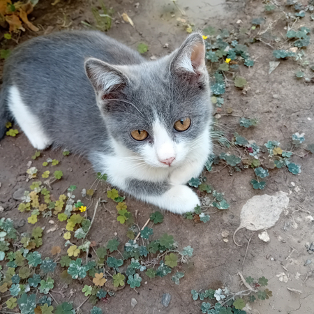 Котёнок мальчик серо-белый
