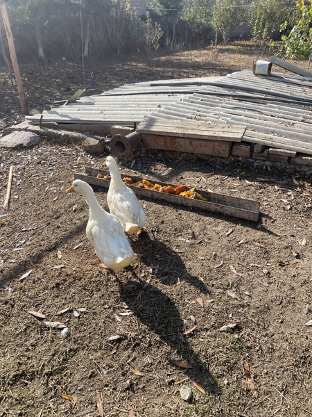 2та урдак сотилади соглом