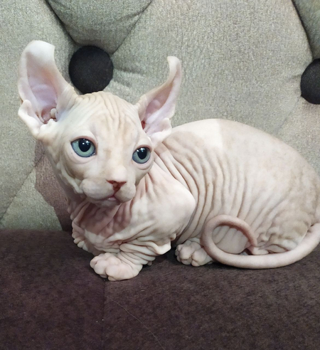 Котята Сфинкс двэльфы