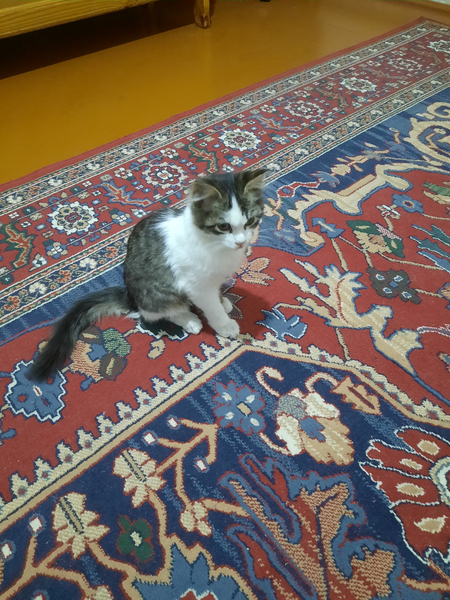 Mushuk srochna uy