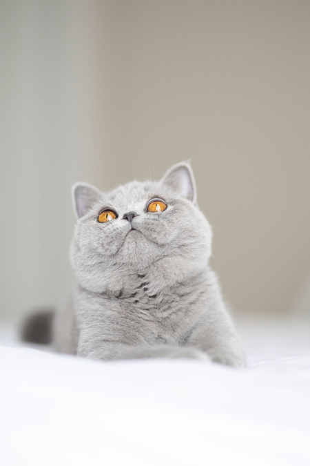 Британский котенок