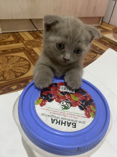 Продаётся котёнок (мальчик)