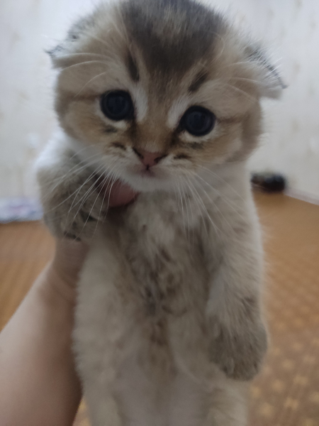 Scottish fold strayt