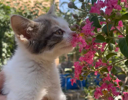 Котенок, девочка Милка в добрые руки