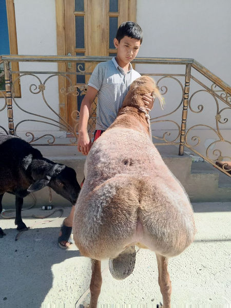 Qo'y sotiladi qurbon haytga