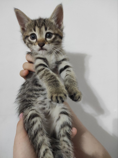 Отдаются котята в хорошие руки!