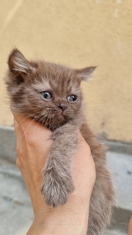 Шотладский скотиш страйт