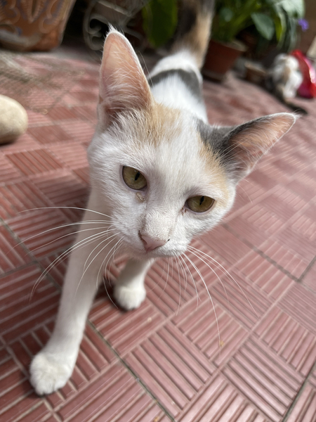 Отдаем котят в добрые руки