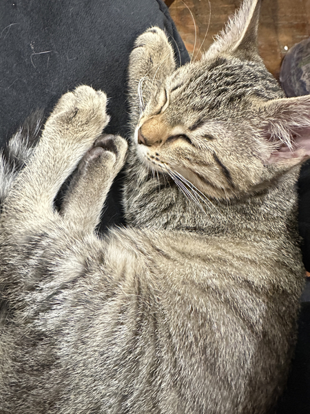 Кошечка 4 месяца