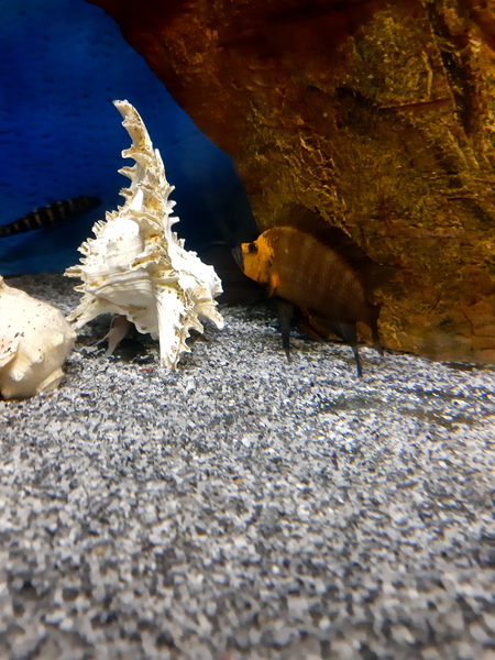 Altolamprologus Kampressiceps \\\