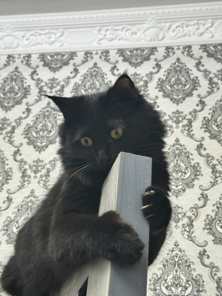 Котик мальчик -Марсик
