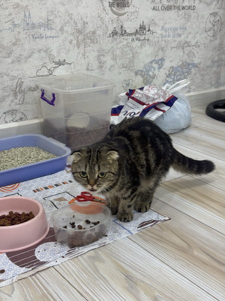 Продается кошка, 3 года британский скоттиш фолд