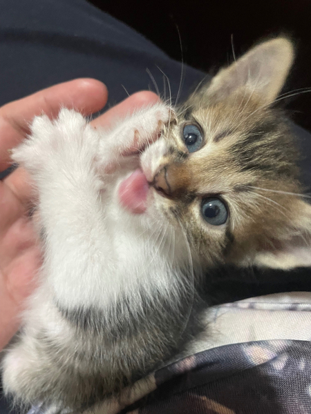 Котята мальчик и девочки