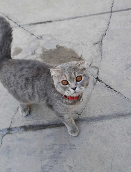 Мушук Скоттиш Фолд 1,5 ёш - 200$