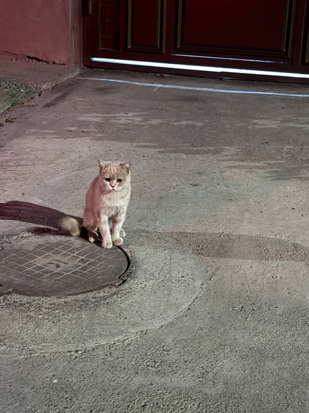 Кота отдам в хорошие руки
