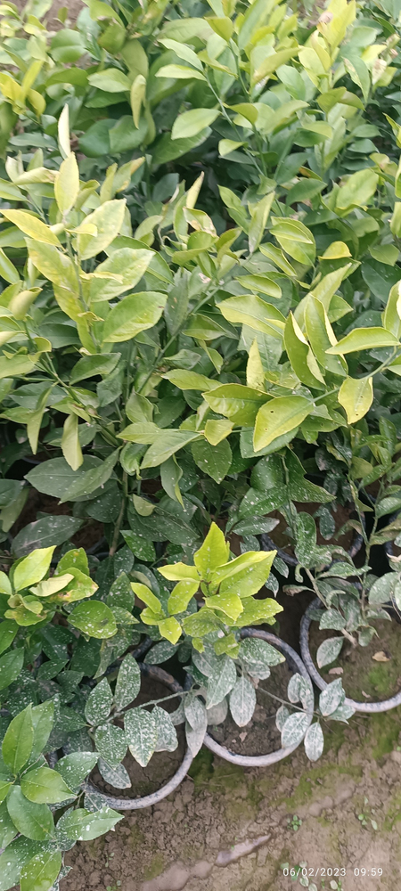 Sovuq urmagan limon koʻchatlari