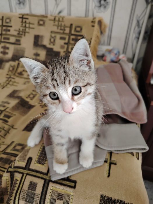 Продаётся очень красивый котёнок