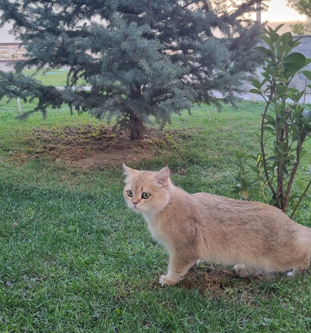 scottish golden chinchilla