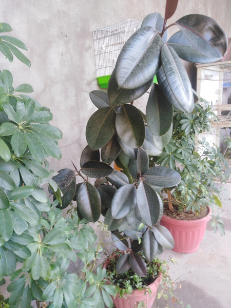 Honaki gular sotiladi
