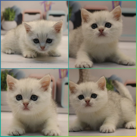 Британские котята