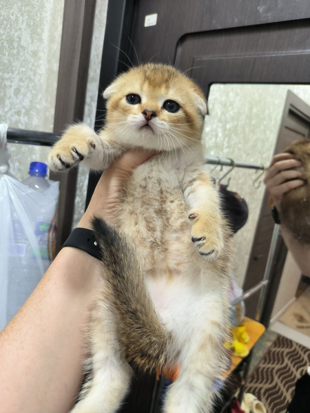 Прекрасные милые котята от правильной вязки
