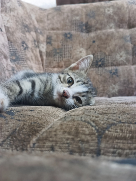 Домашний котик отдаём хорошие руки